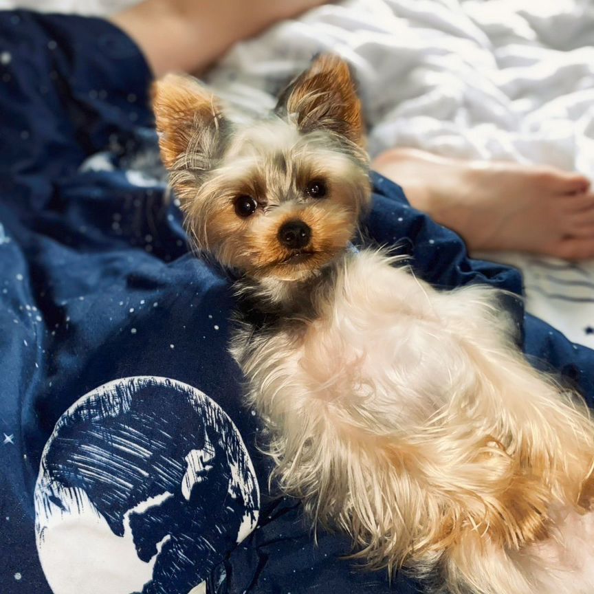 Йоркширский терьер