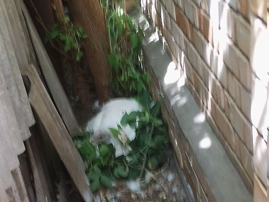 Домашняя птица индюшка