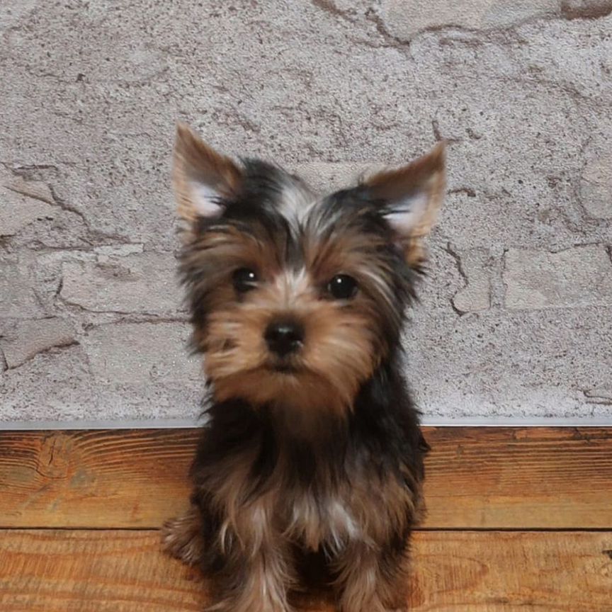 Йоркширский терьер