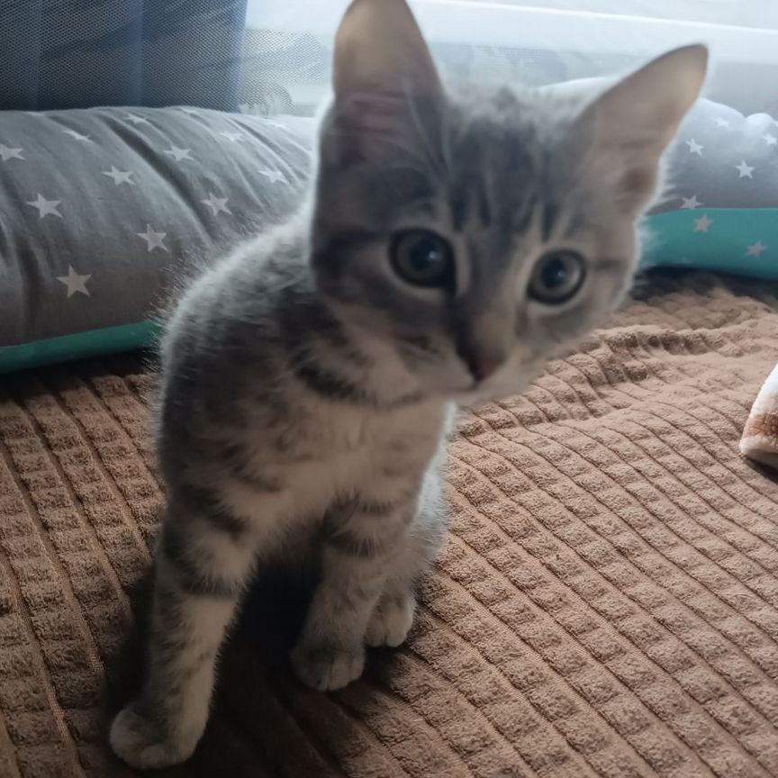 Шотландский прямоухий длинношёрстный котёнок