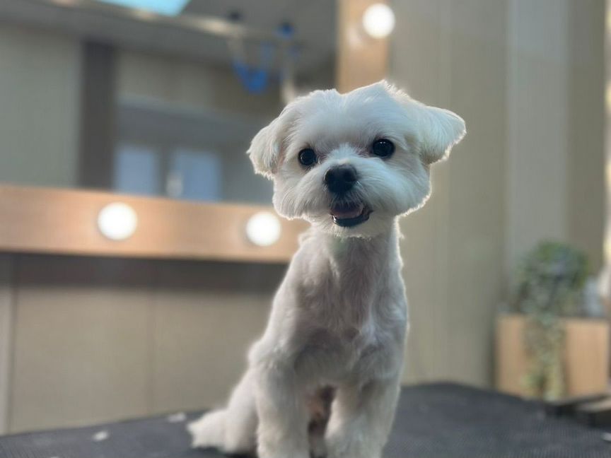 Мальтезе вязка