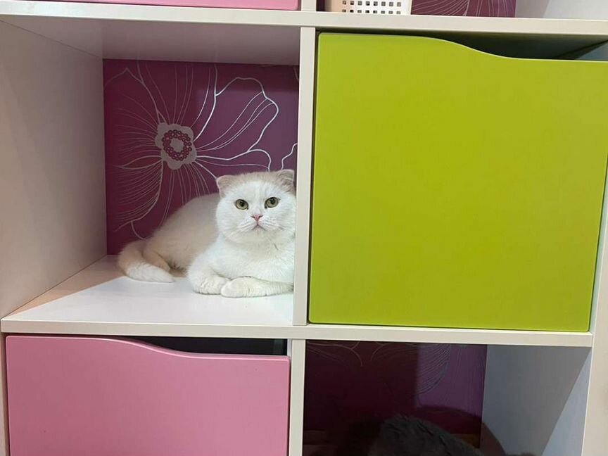 Кошечки