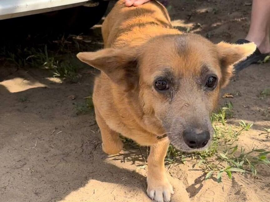 Собака Дина (смесь корги)