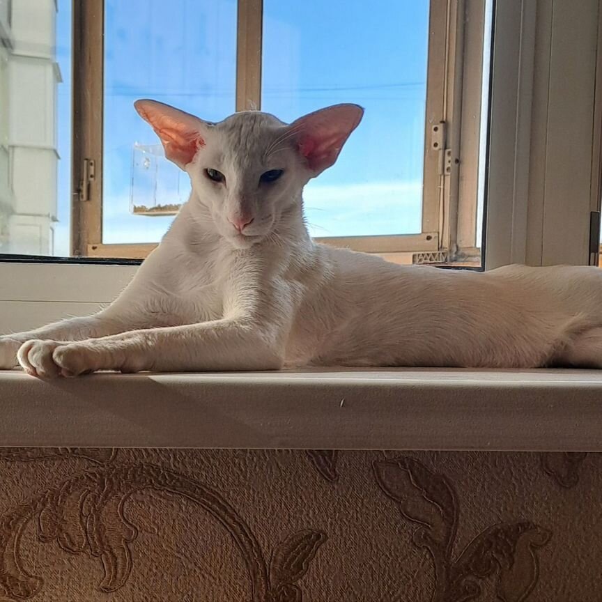 Ориентальные котята