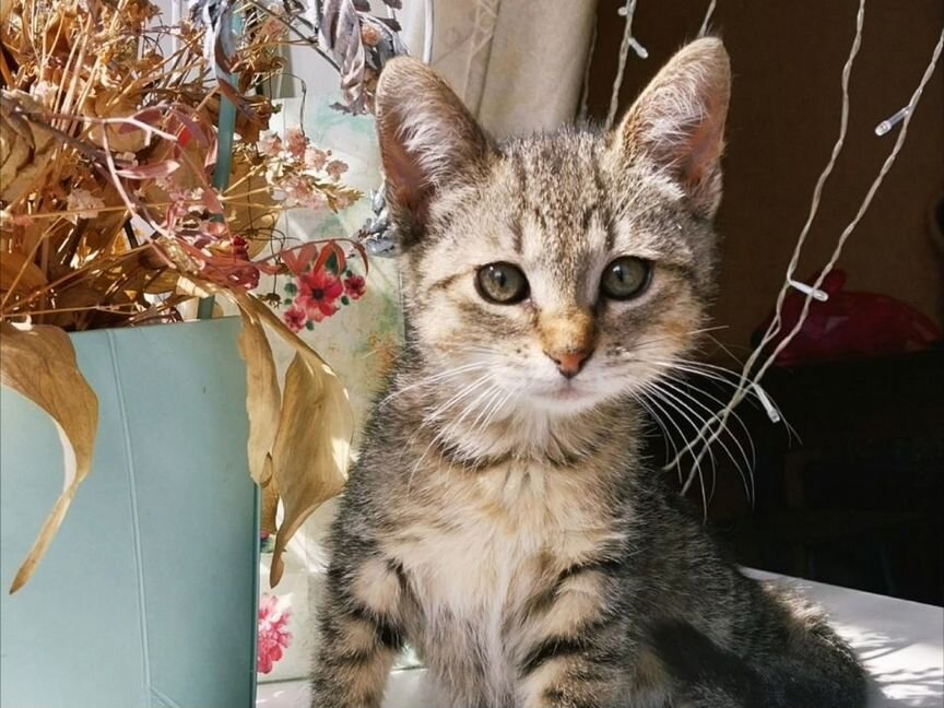 Котенок девочка полосатая