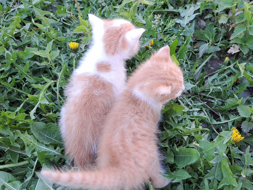 Отдам в добрые руки котиков