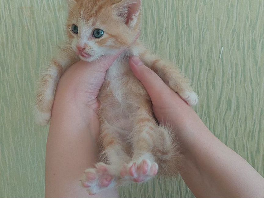 Рыжий котенок Бесплатно