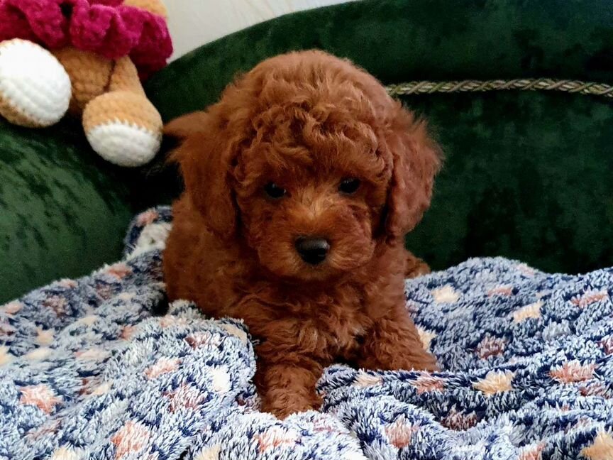 Игрушечные мальчики