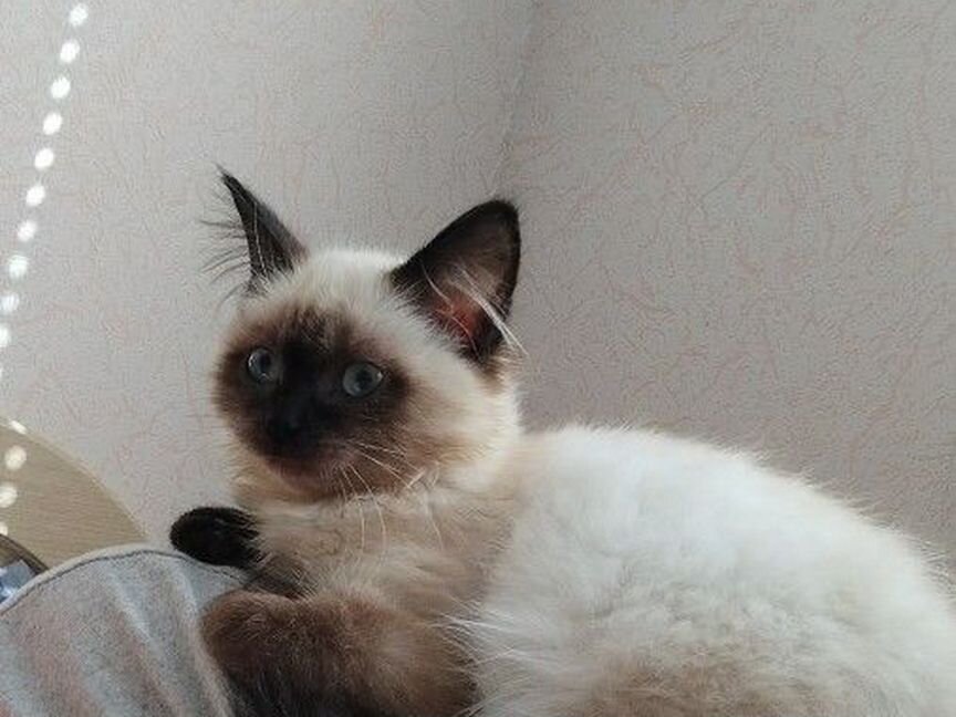 Сиамская кошка