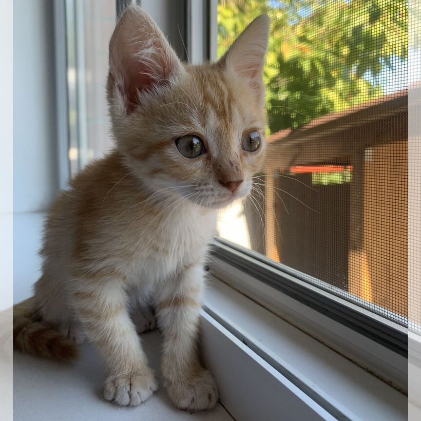 Котенок рыжий