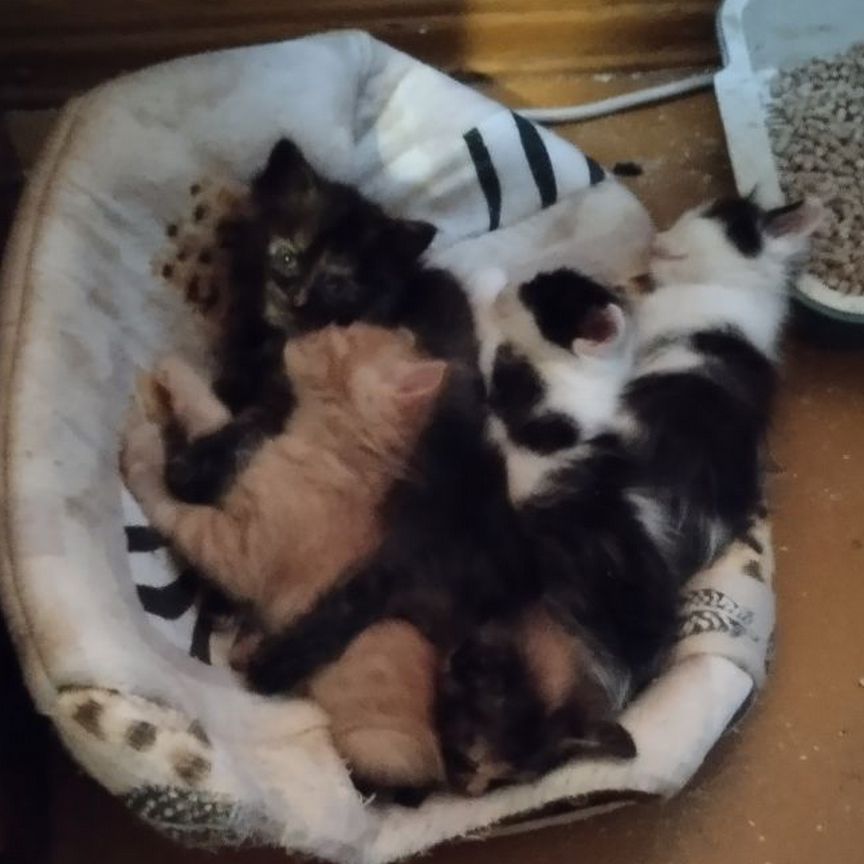 Отдам в добрые руки котят, красивые, умные