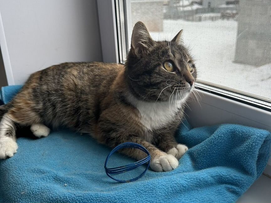 Огненная красотка Фрося ищет дом