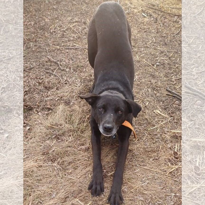 Собака охранник в добрые руки