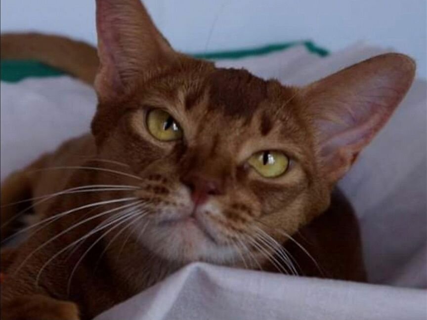 Абиссинская кошка