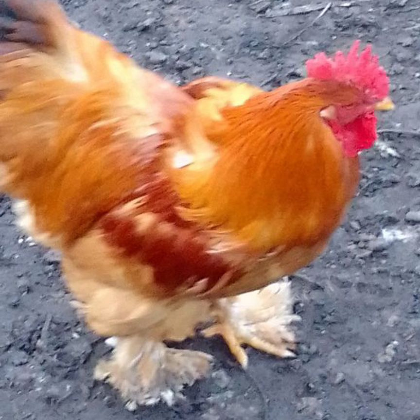 Петухи и индоутки