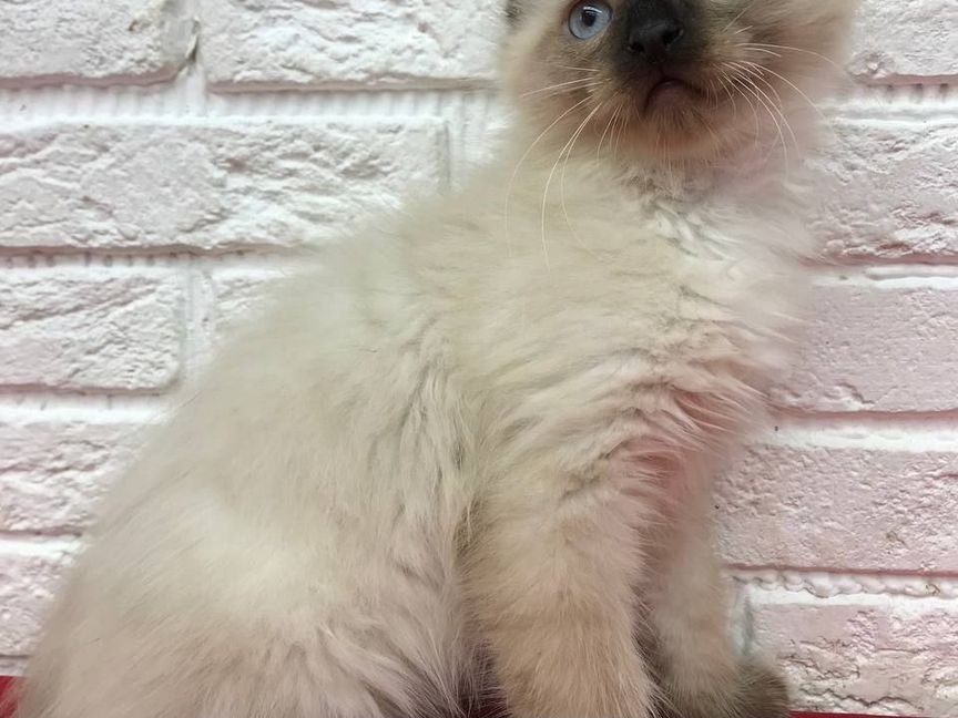 Невская маскарадная