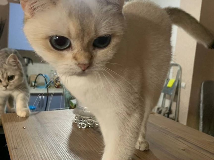 Шотландская Девочка Страйт