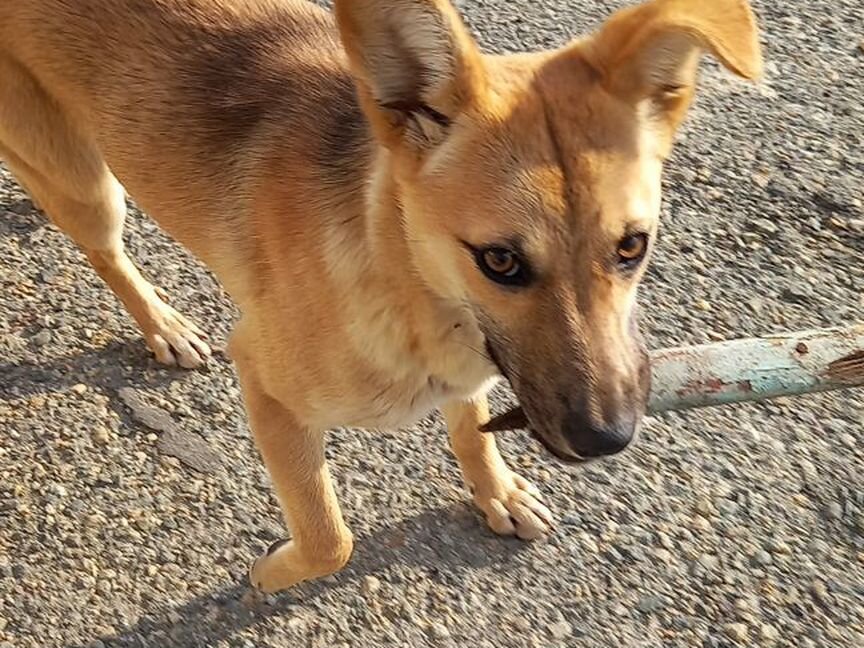 Собака в добрые руки отдам бесплатно