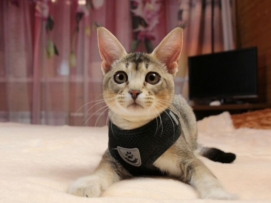 Каракет F2