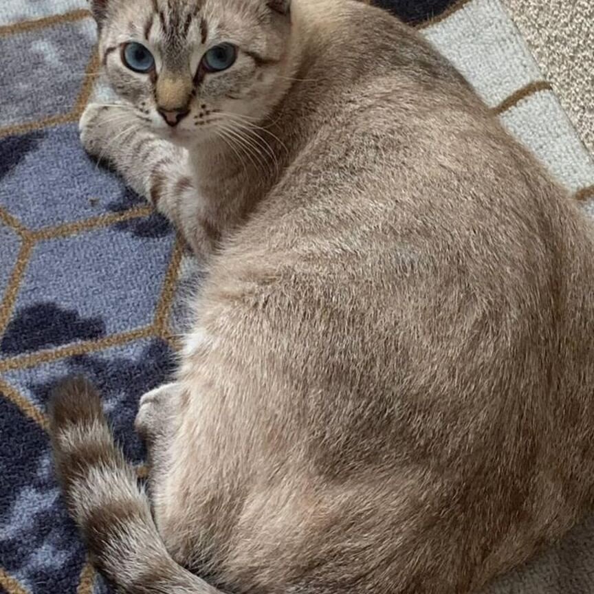 Кошка Охос Азулес и пантера