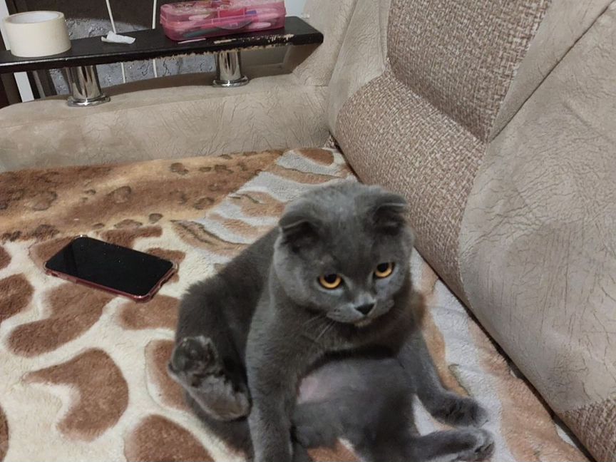 Британская вислоухая кошка