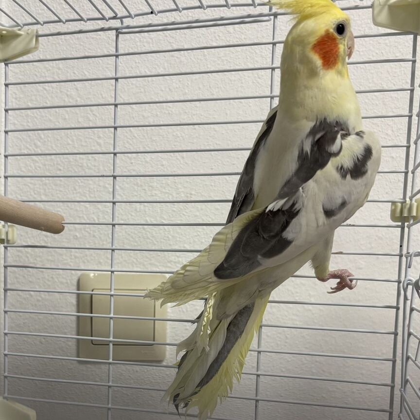 Попугай корелла с клеткой