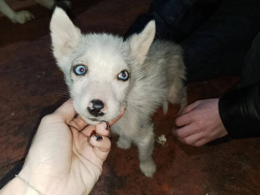 Щенки хаски бесплатно