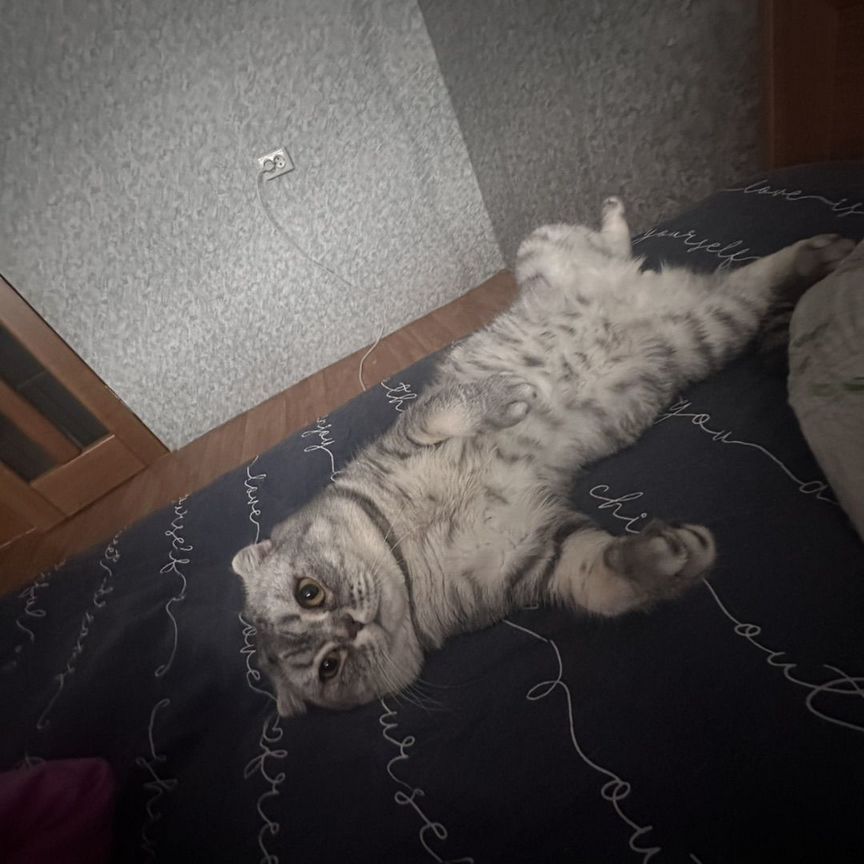 Шотландский вислоухий кот вязка бесплатно