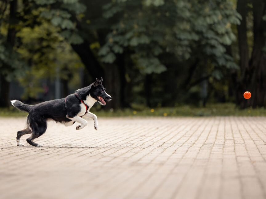 Собака бесплатно