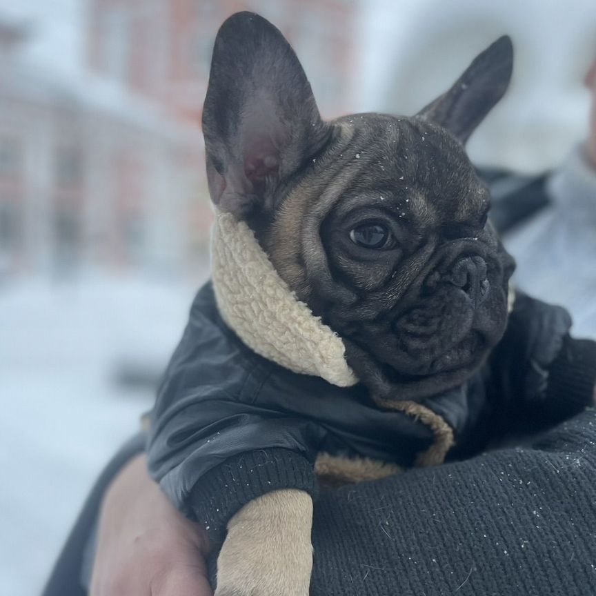 Французский бульдог, щенок