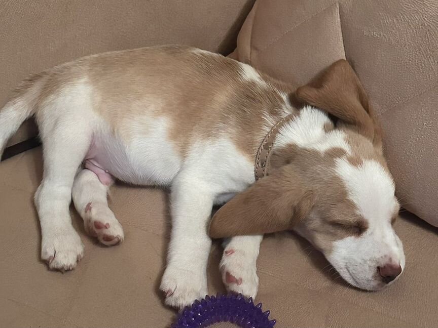 Продам щенка бигля