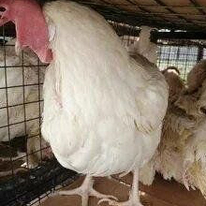 Продаётся несушка