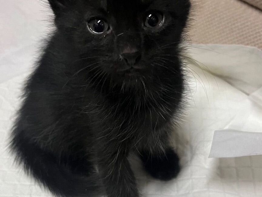 Котенок в добрые руки