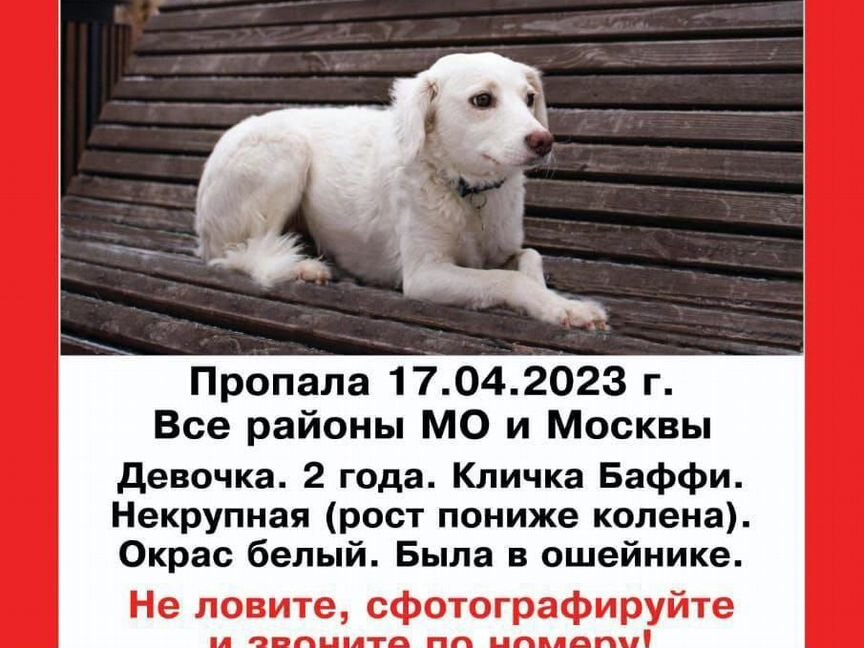 Собака Баффи