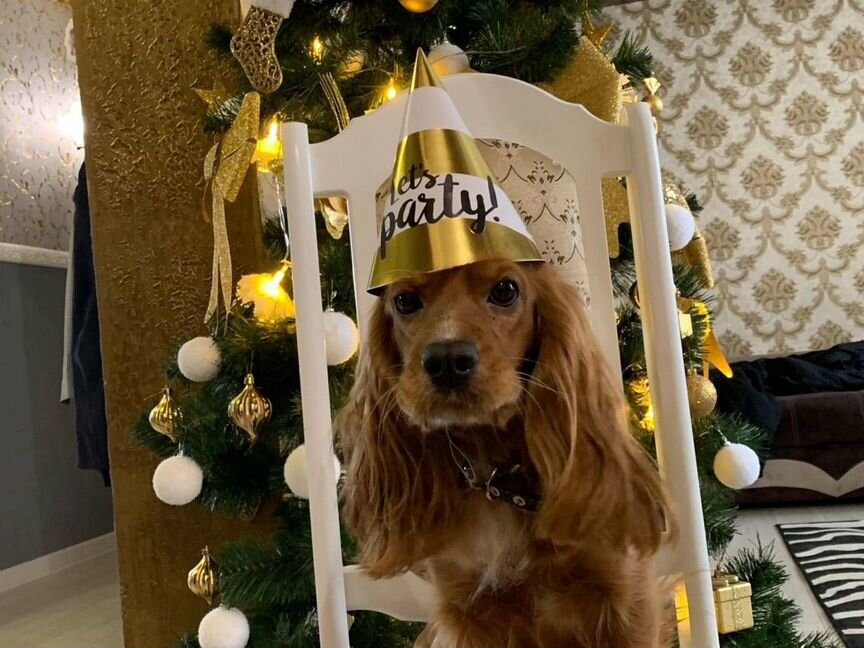 Вязка английский кокер спаниель девочка