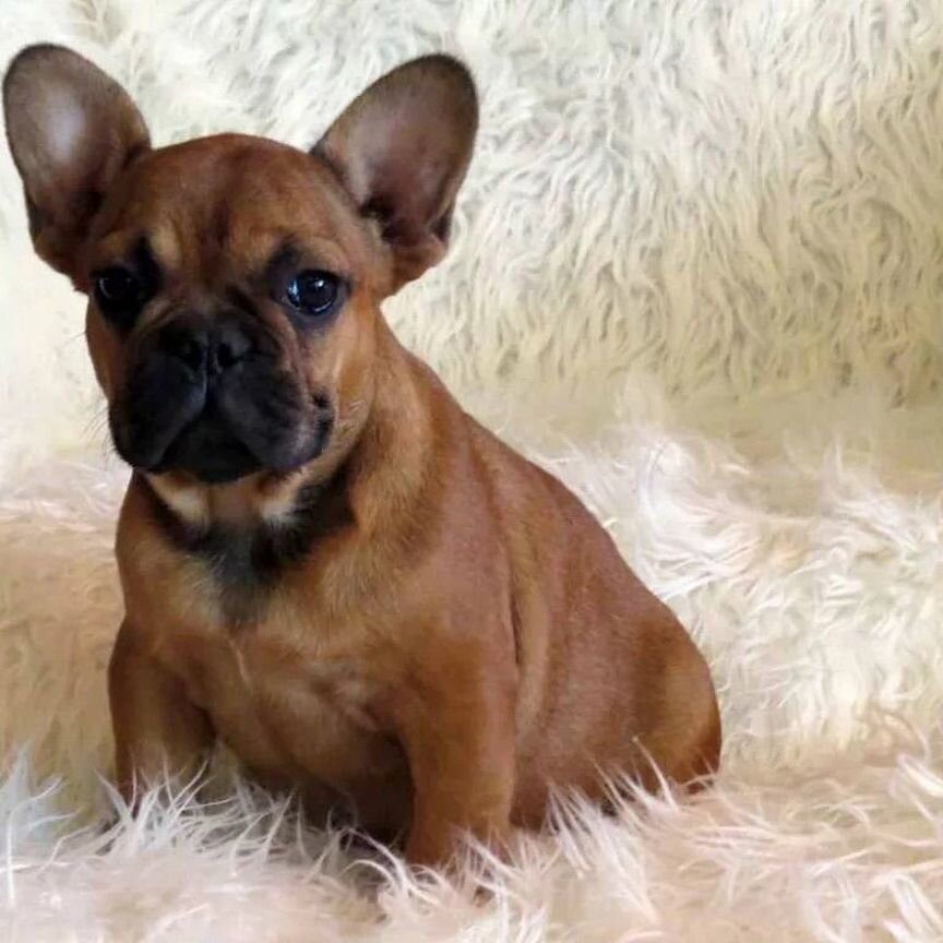 Красный французский бульдог малышки