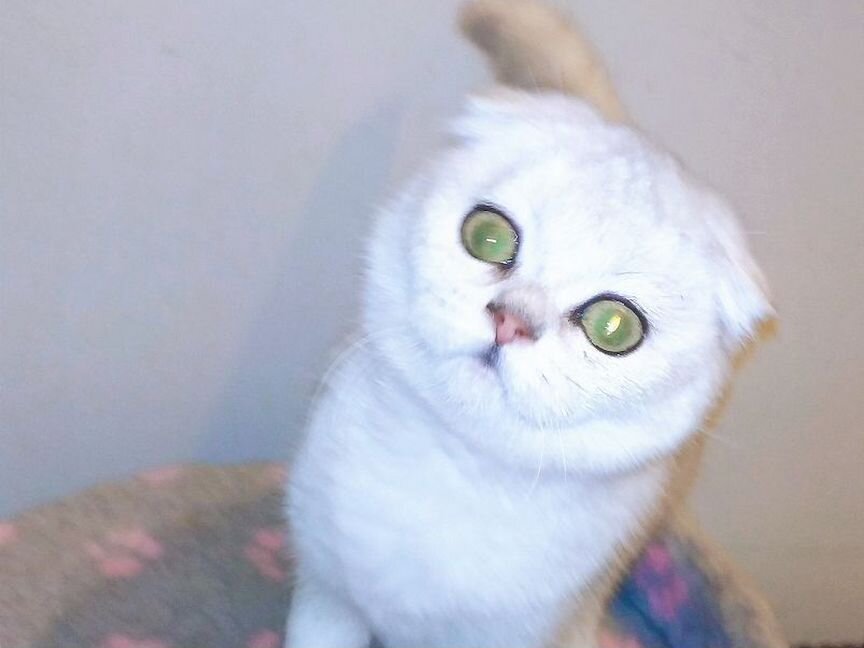 Шотландские котята Вислоухая Девочка Шиншилла