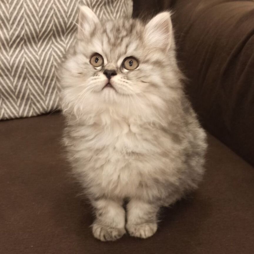 Шотландская