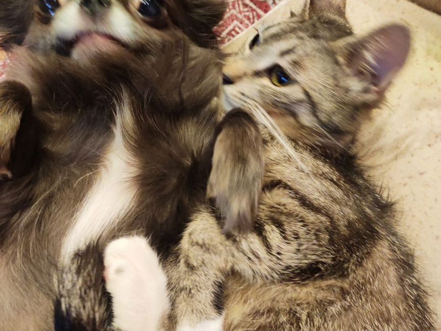 Котенок в добрые руки