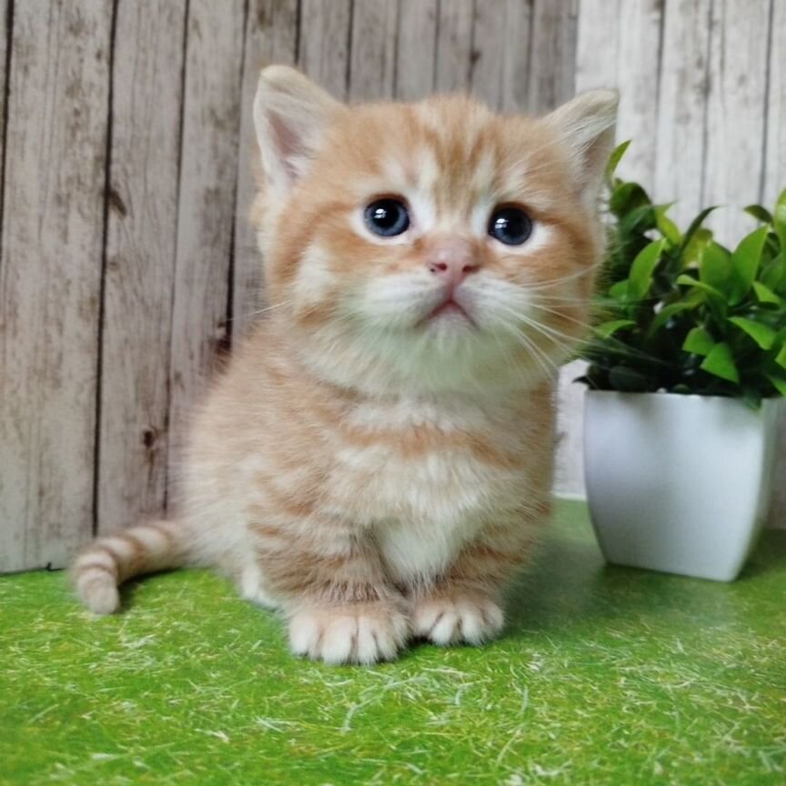 Милое солнышко