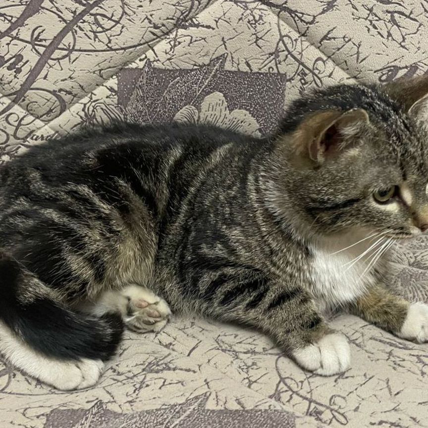 Кошечка Асенька