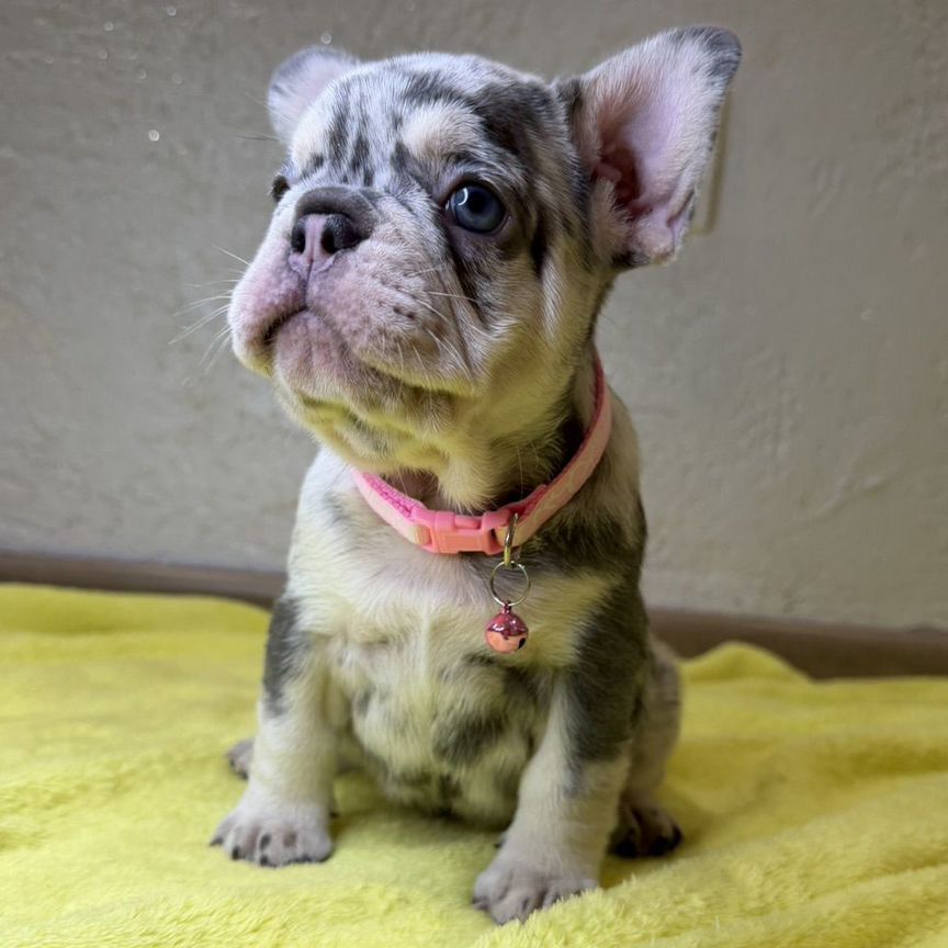 Французский бульдог, щенок