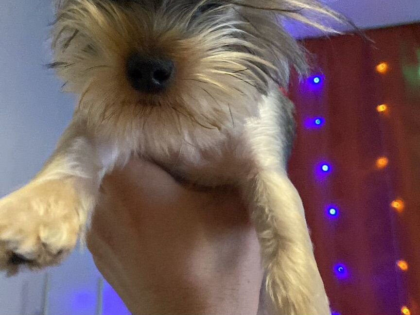 Йоркширский терьер мини мальчик