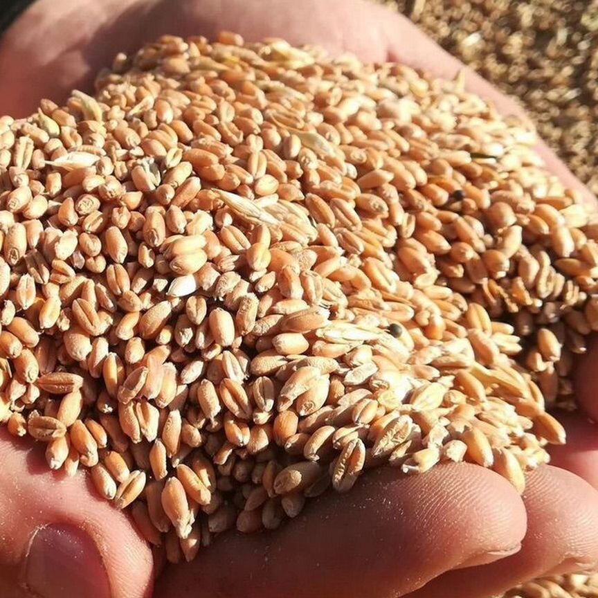 Зерно пшеница