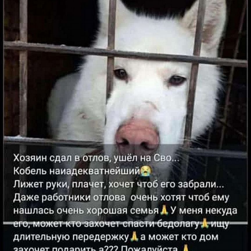 Собаки