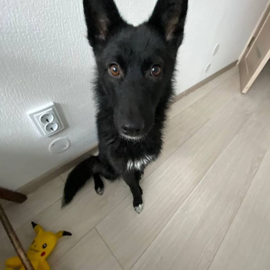 Бельгийская овчарка в хорошие руки