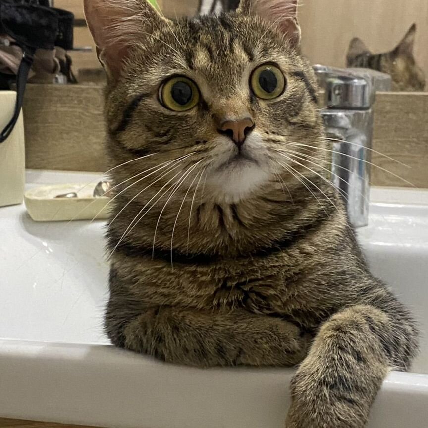 Кот Мартин