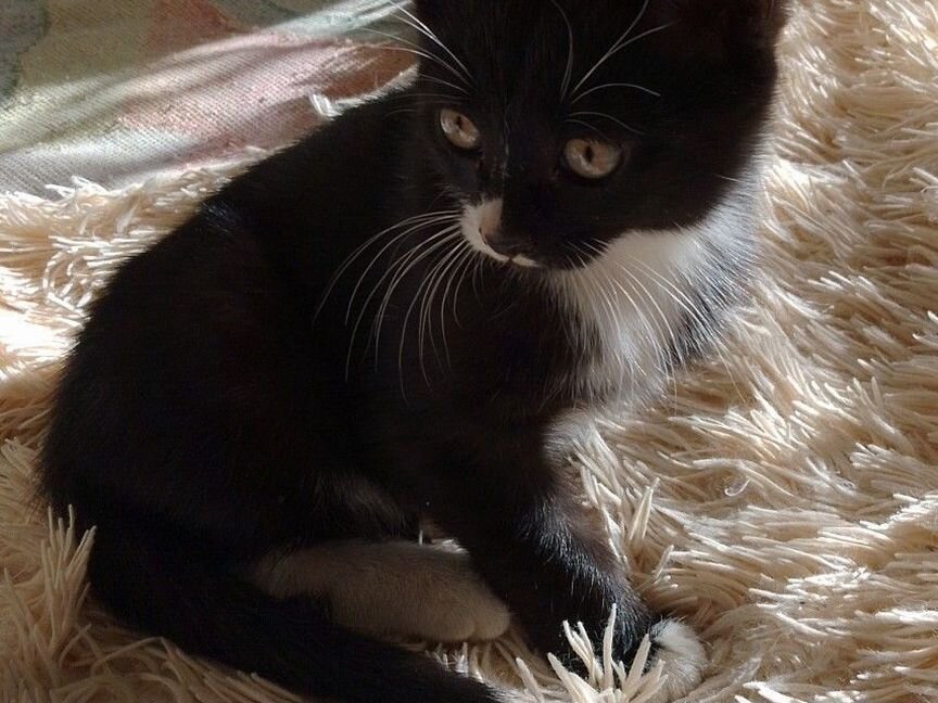 Котёнок, мальчик 2 месяца в добрые руки