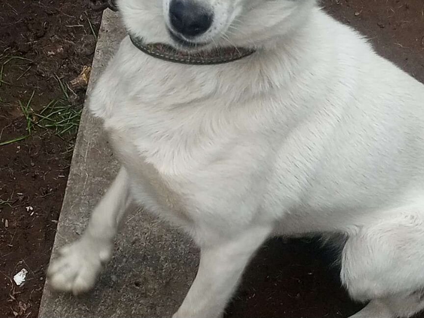 Хаски девочка молодая