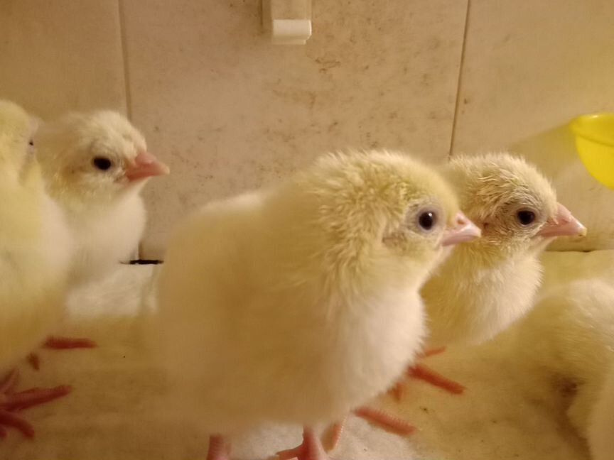 Цыплята В66 минимясные